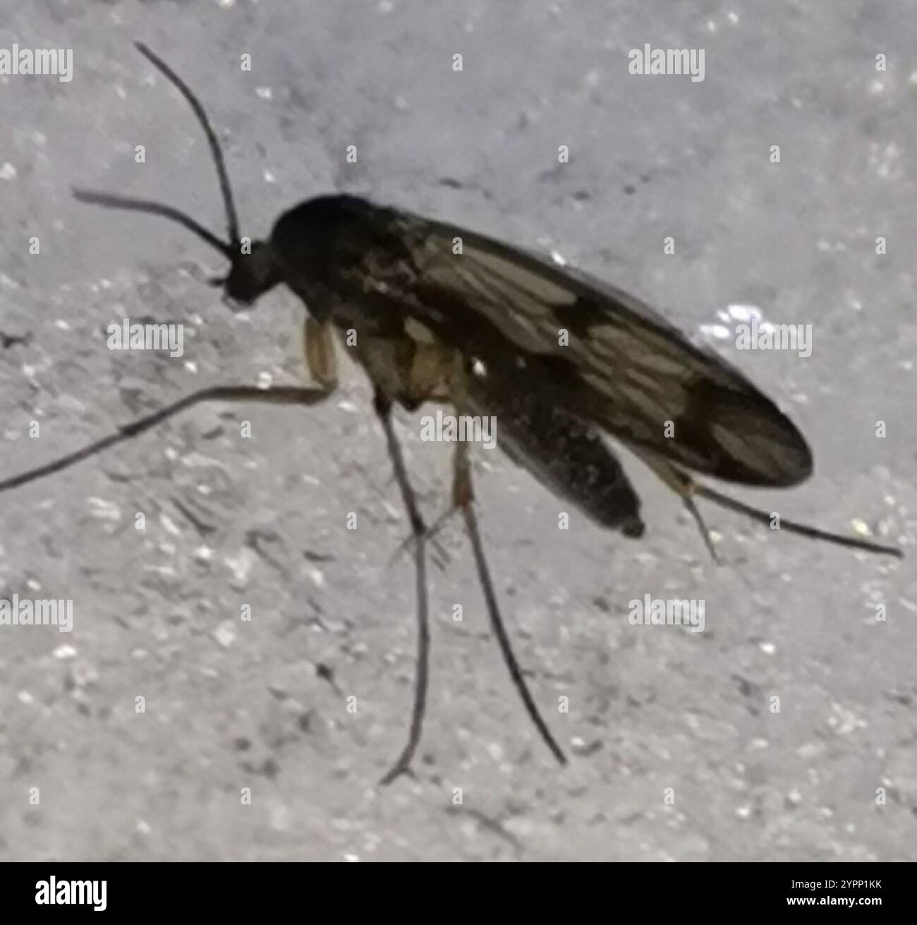 Fungus Gnats and Gall Midges (Sciaroidea Stock Photo - Alamy