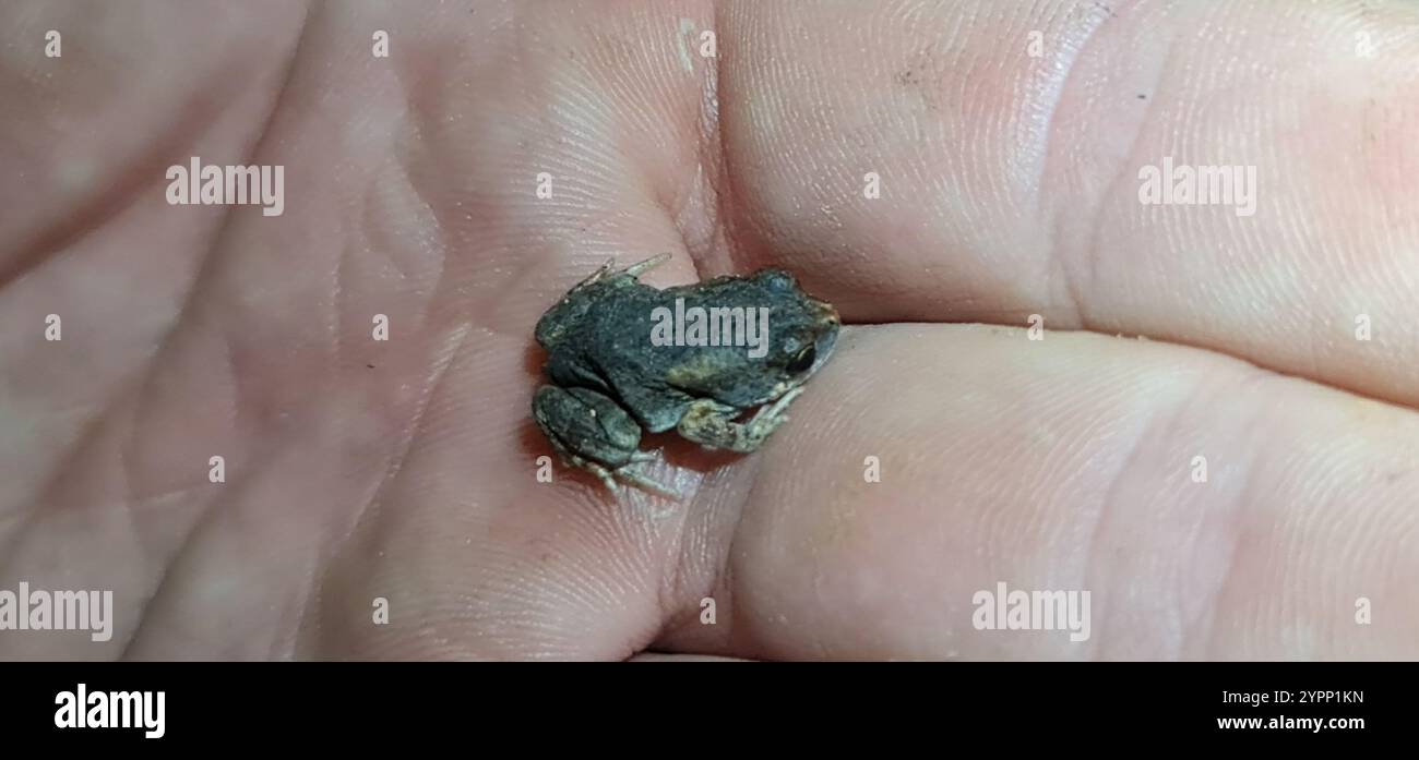 Fat Toadlet (Uperoleia crassa Stock Photo - Alamy