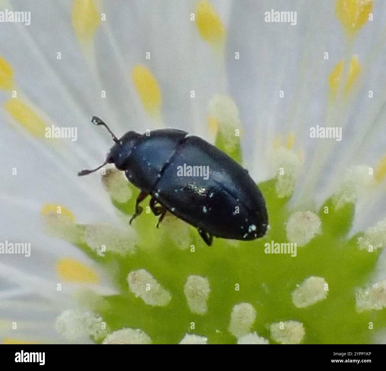 Pollen Beetles (Meligethinae Stock Photo - Alamy