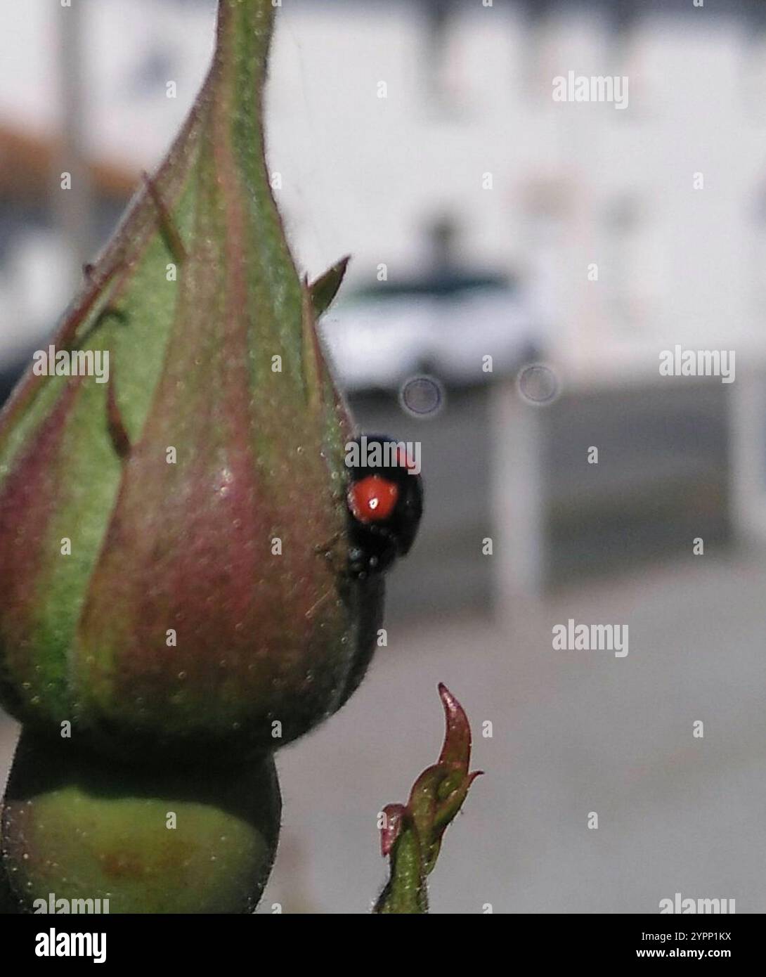Two-spotted Lady Beetle (Adalia bipunctata Stock Photo - Alamy