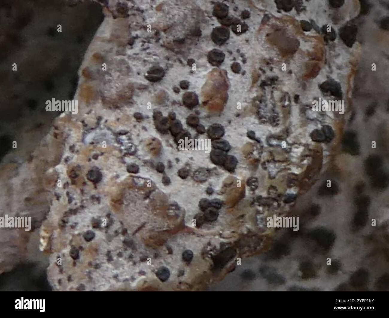 Toadskin hi-res stock photography and images - Alamy