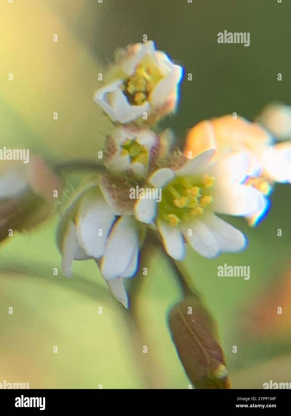 Common Whitlowgrass (Draba verna Stock Photo - Alamy