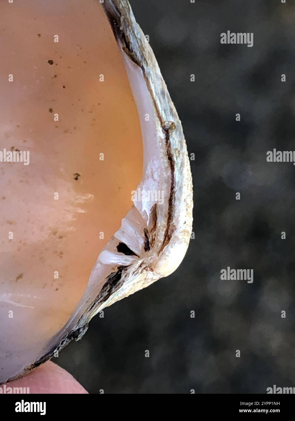 Japanese Littleneck (Ruditapes philippinarum Stock Photo - Alamy