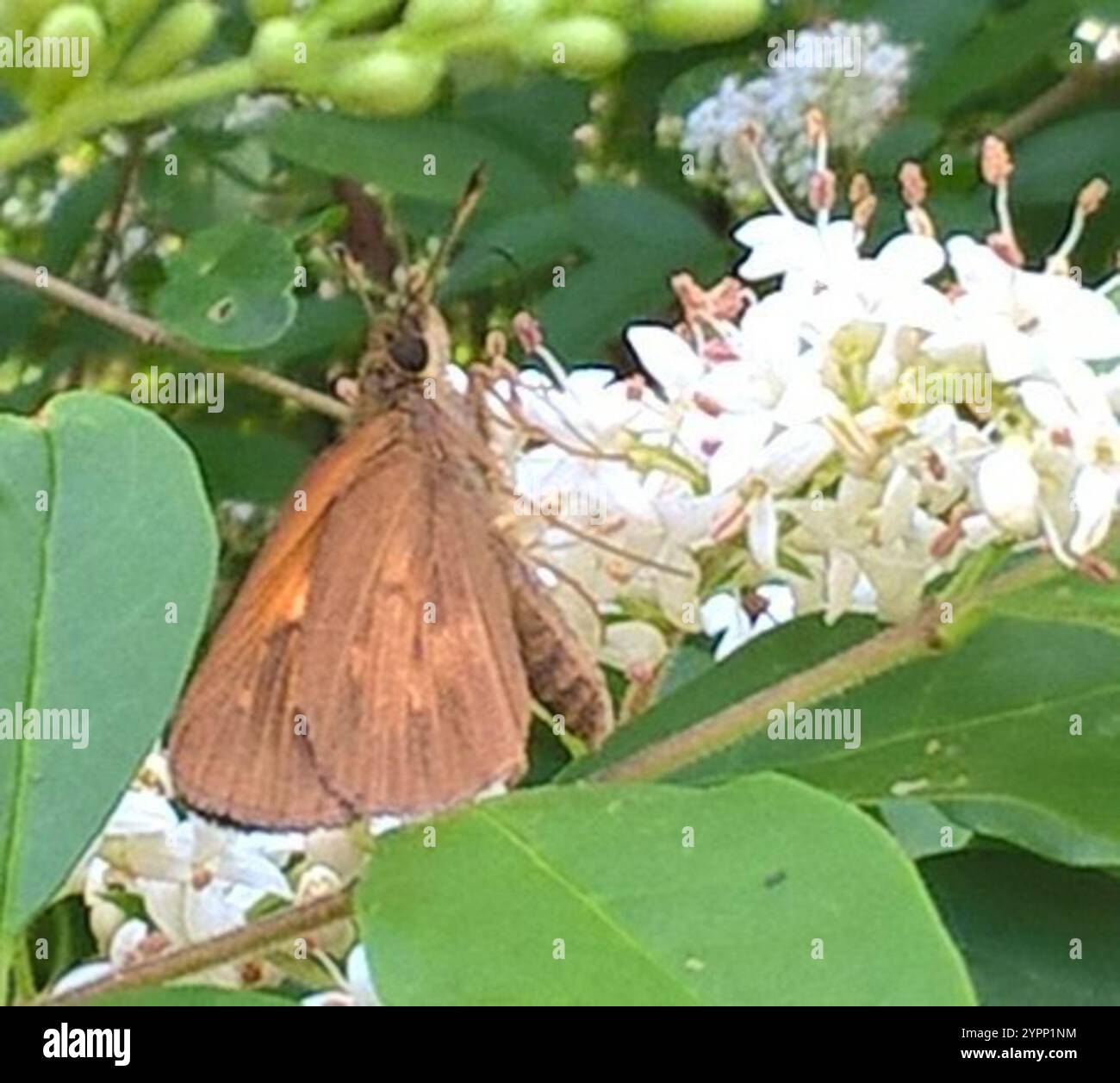 Broad-winged Skipper (Poanes viator Stock Photo - Alamy