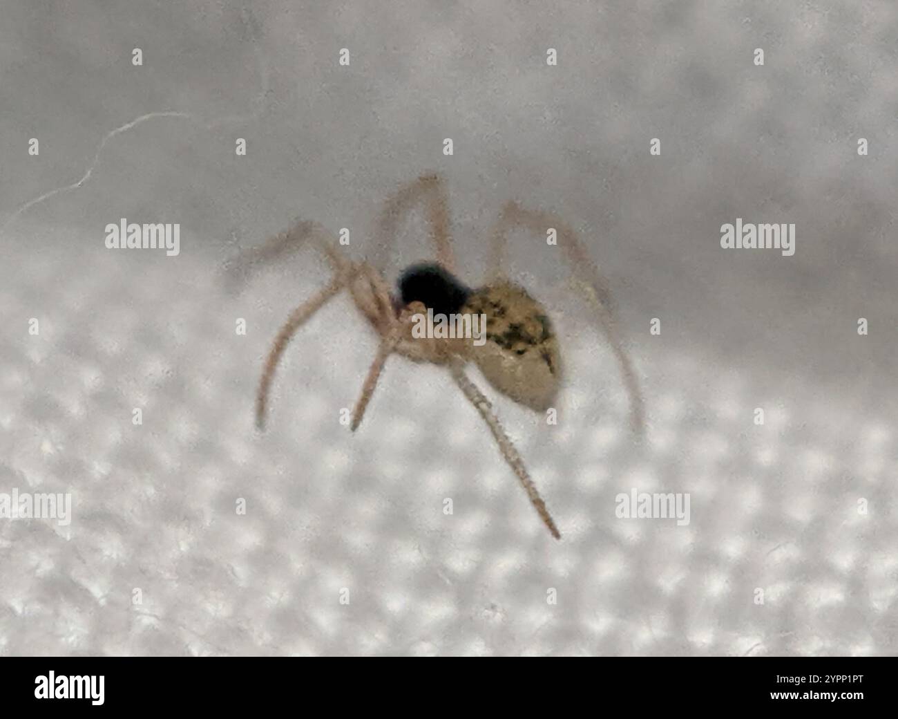 Sputnik Spider (Paidiscura pallens Stock Photo - Alamy