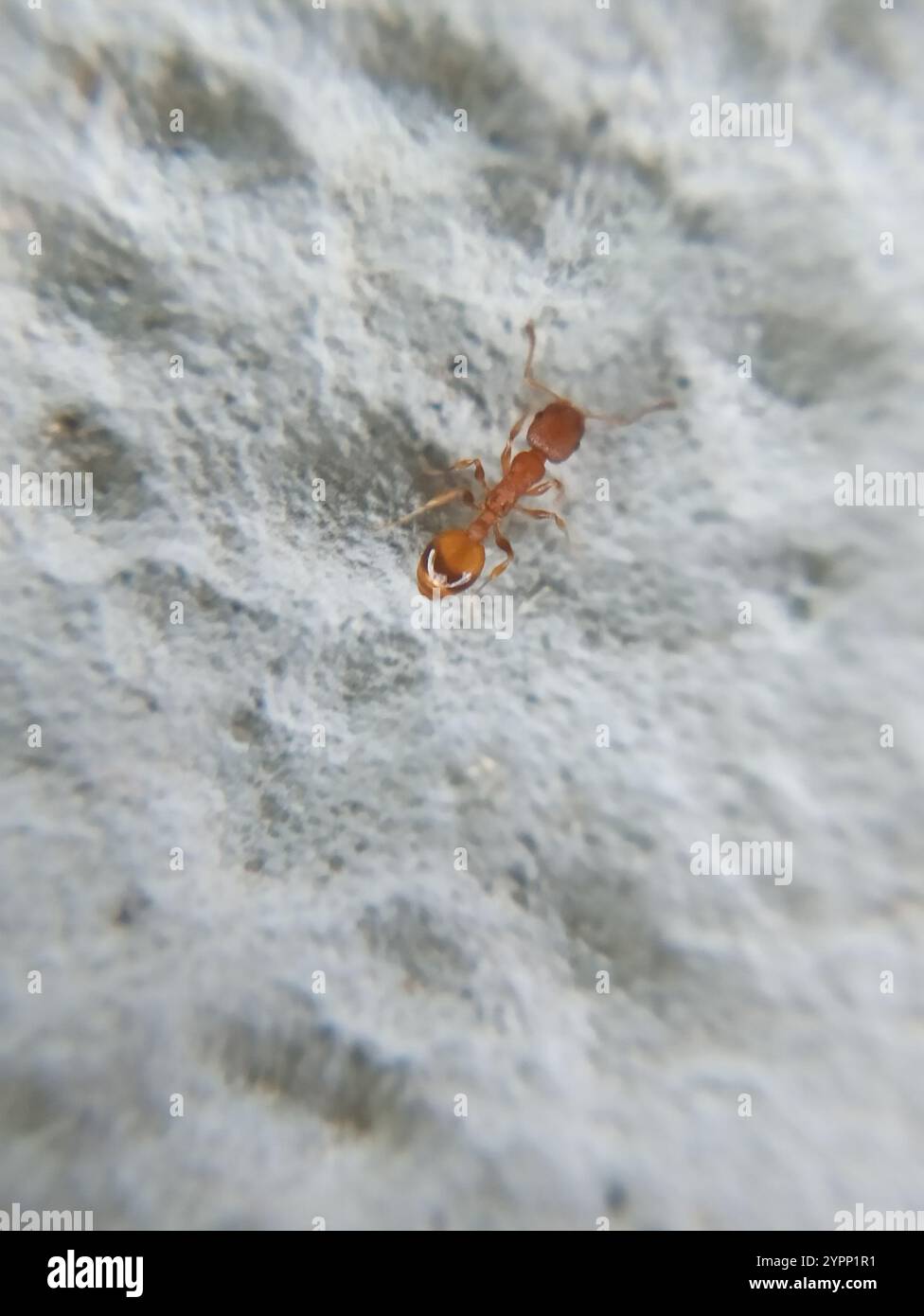 Acorn Ants and Allies (Temnothorax Stock Photo - Alamy