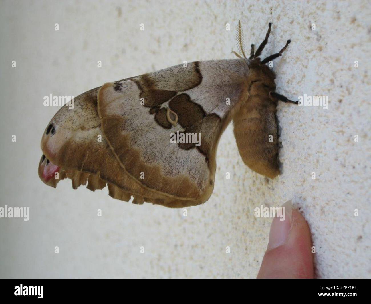 Western Polyphemus Moth (Antheraea oculea Stock Photo - Alamy