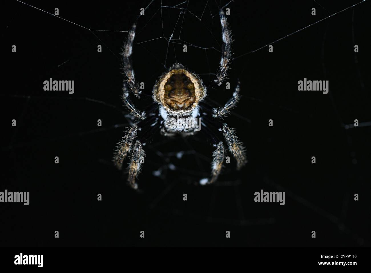 Darwin’s bark spider hi-res stock photography and images - Alamy