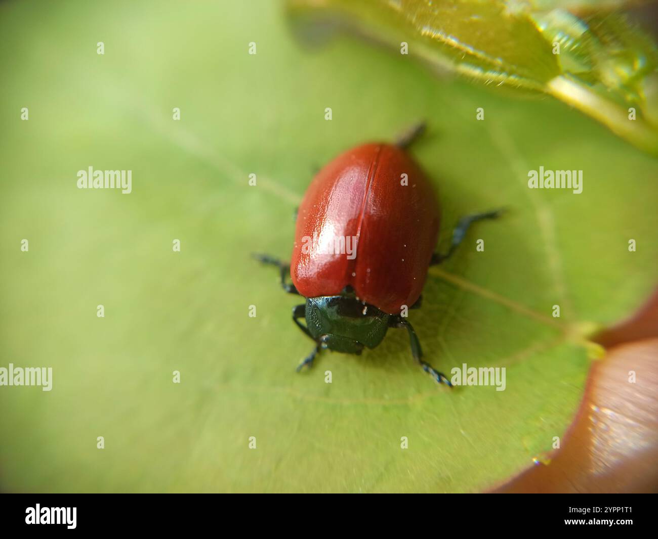 Chrysolina grossa hi-res stock photography and images - Alamy