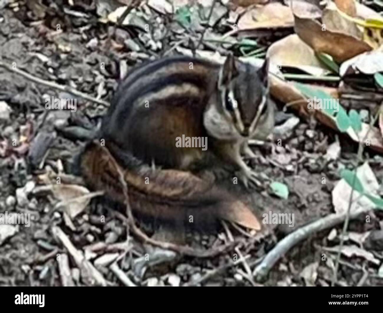 Sonoma Chipmunk (Neotamias sonomae Stock Photo - Alamy