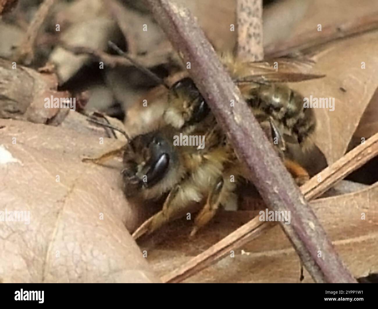 Taurus Mason Bee (Osmia taurus Stock Photo - Alamy