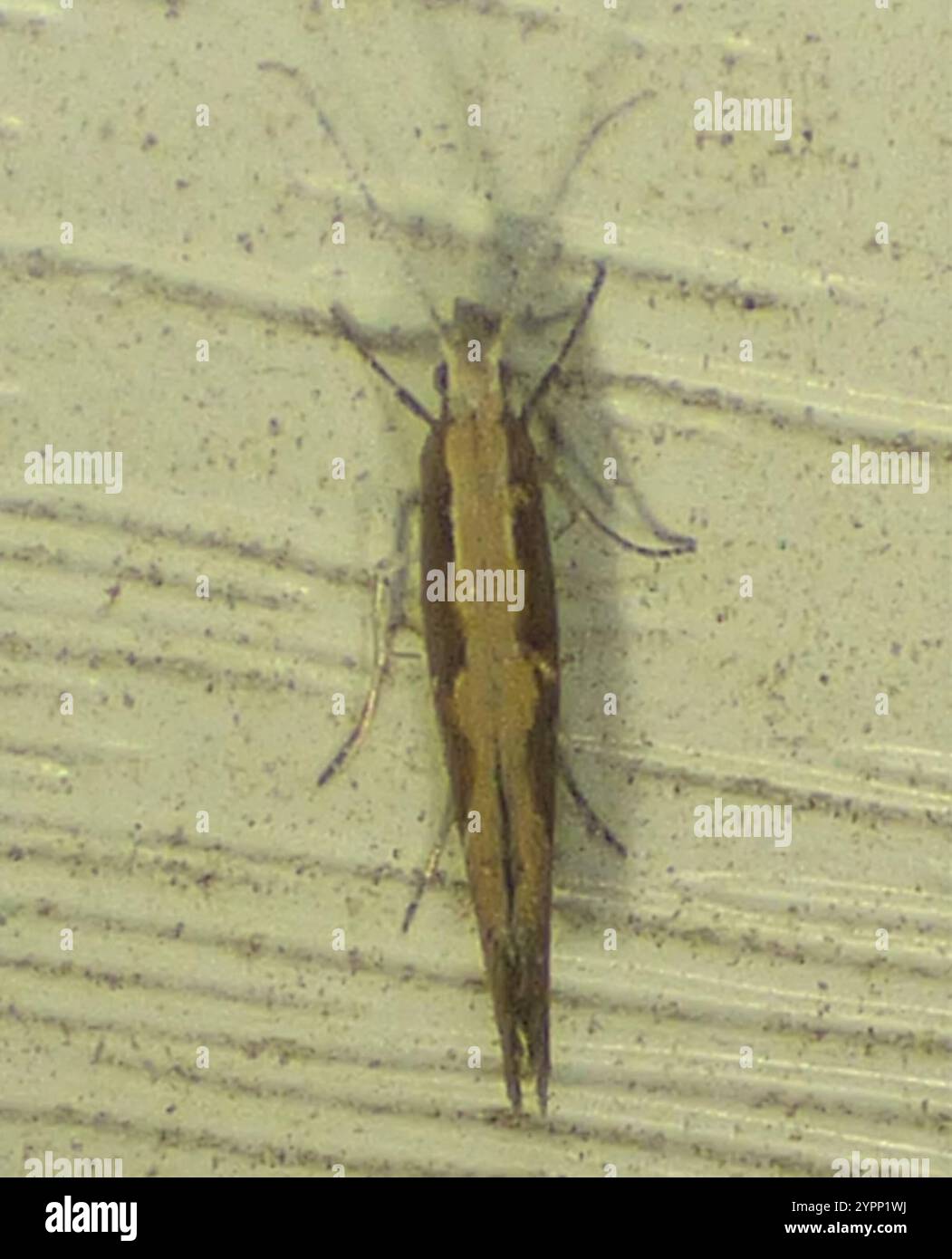 Diamondback Moth (Plutella xylostella Stock Photo - Alamy