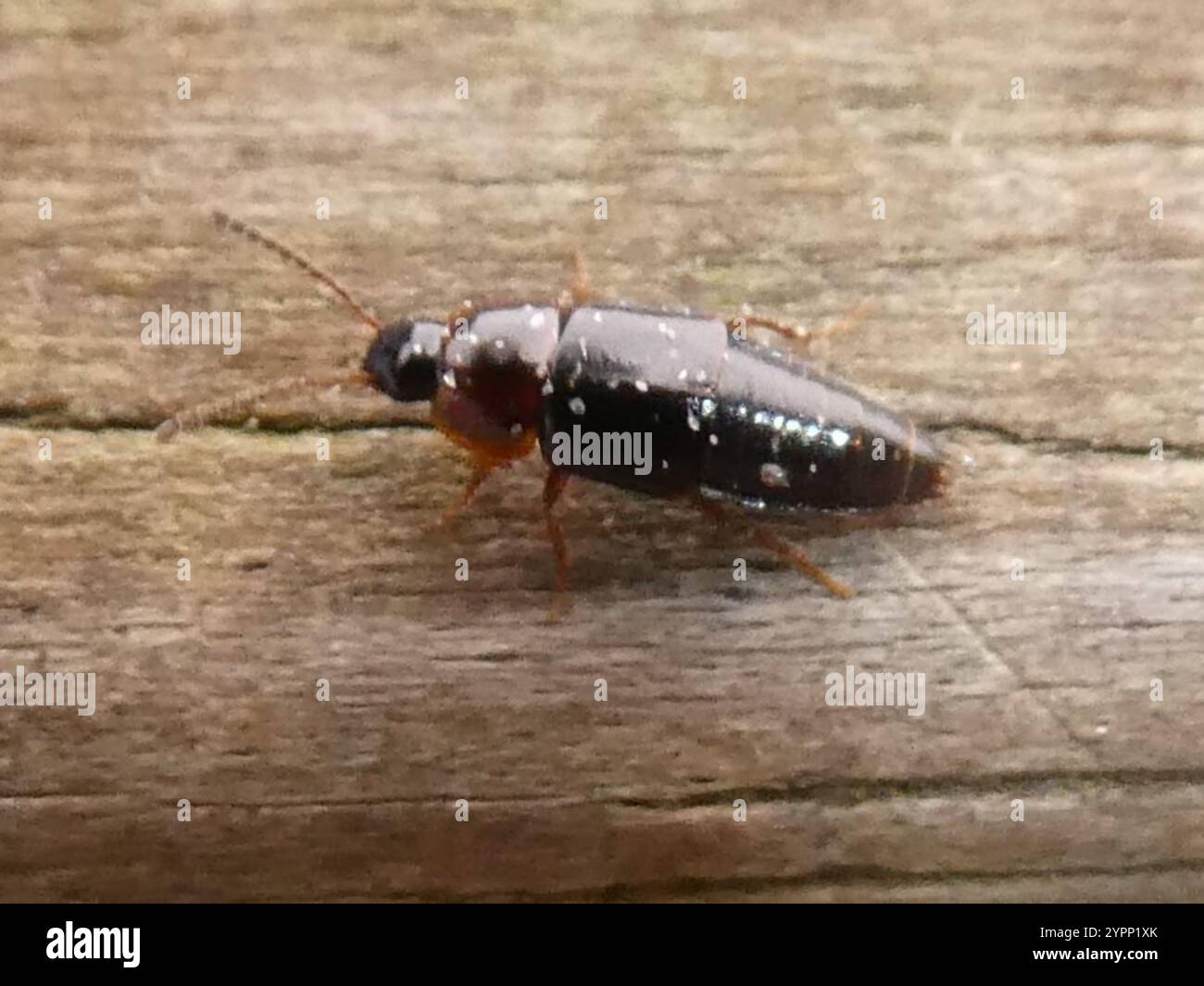 Corticinus hi-res stock photography and images - Alamy