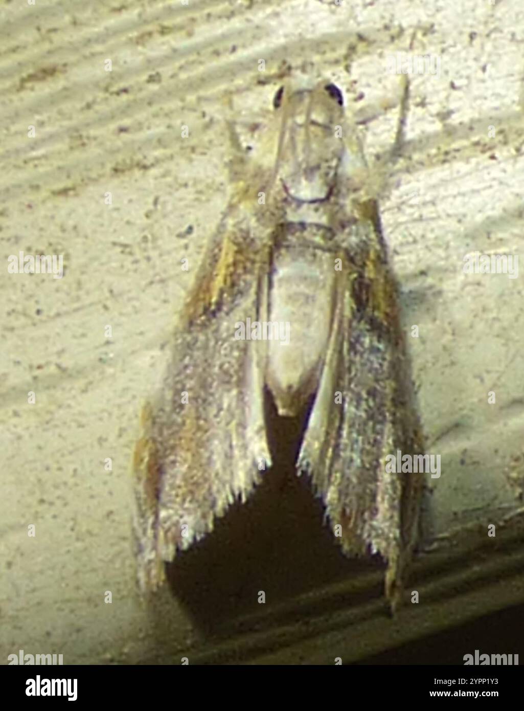 Basal-dash Glaphyria Moth (Glaphyria basiflavalis Stock Photo - Alamy