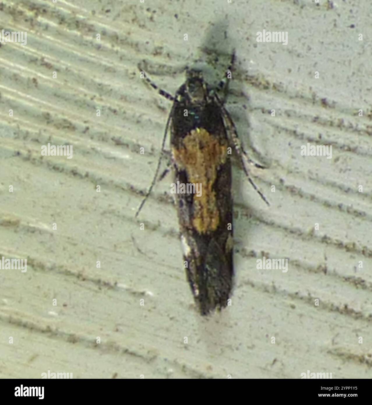 Red-necked Peanutworm Moth (Stegasta bosqueella Stock Photo - Alamy