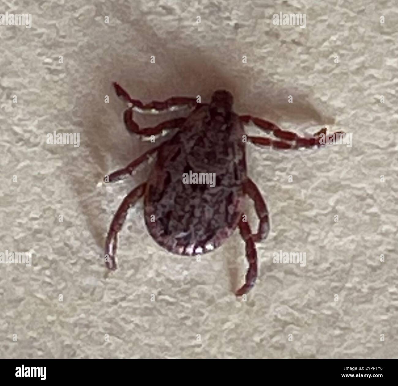 Pacific Coast Tick (Dermacentor occidentalis Stock Photo - Alamy