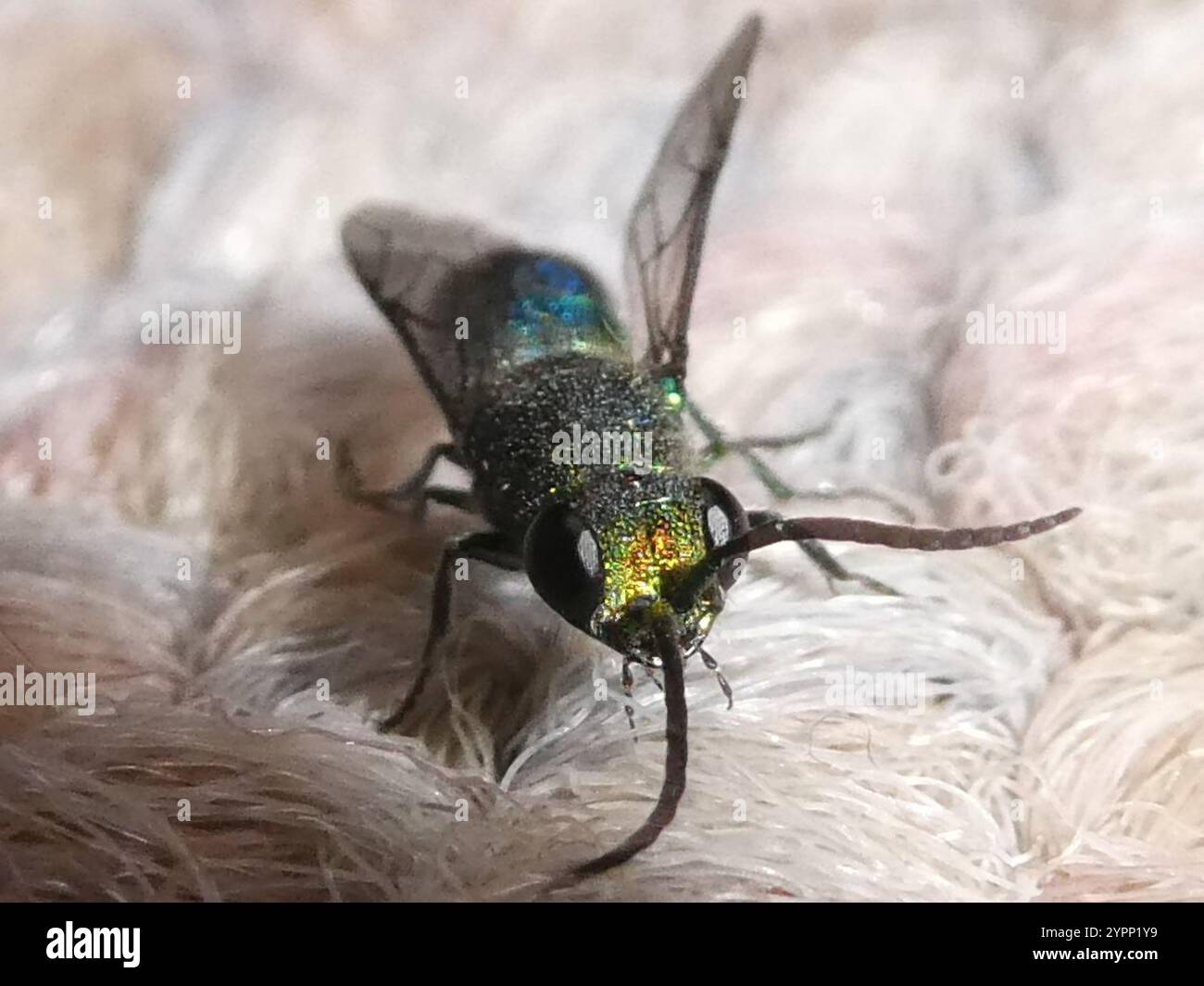 Cuckoo Wasps (Chrysididae Stock Photo - Alamy