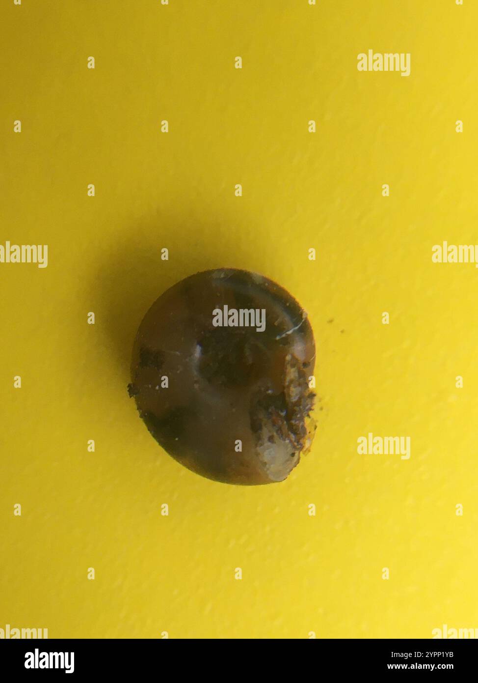 Common Land Snails and Slugs (Stylommatophora Stock Photo - Alamy