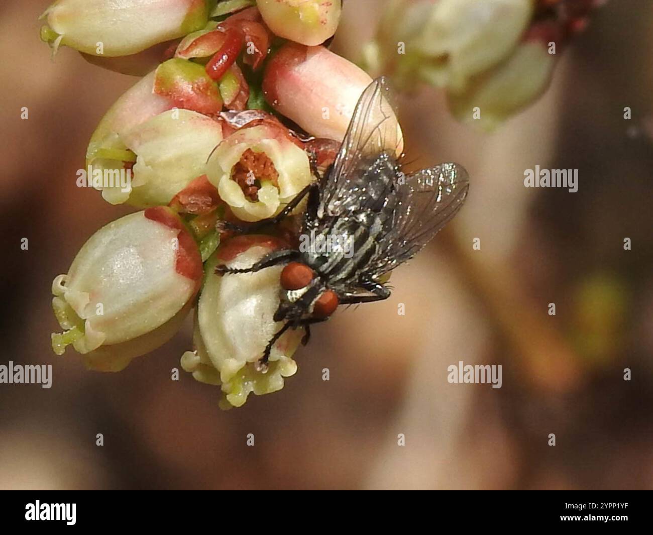 Common Flesh Flies (Sarcophaga Stock Photo - Alamy