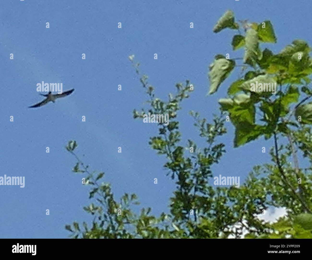 Swallow-tailed Kite (Elanoides forficatus Stock Photo - Alamy