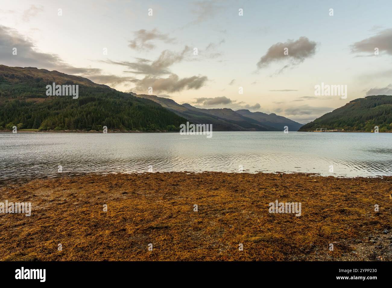The Loch Long, seen from near Glenmallan, Argyll and Bute, Scotland, UK ...