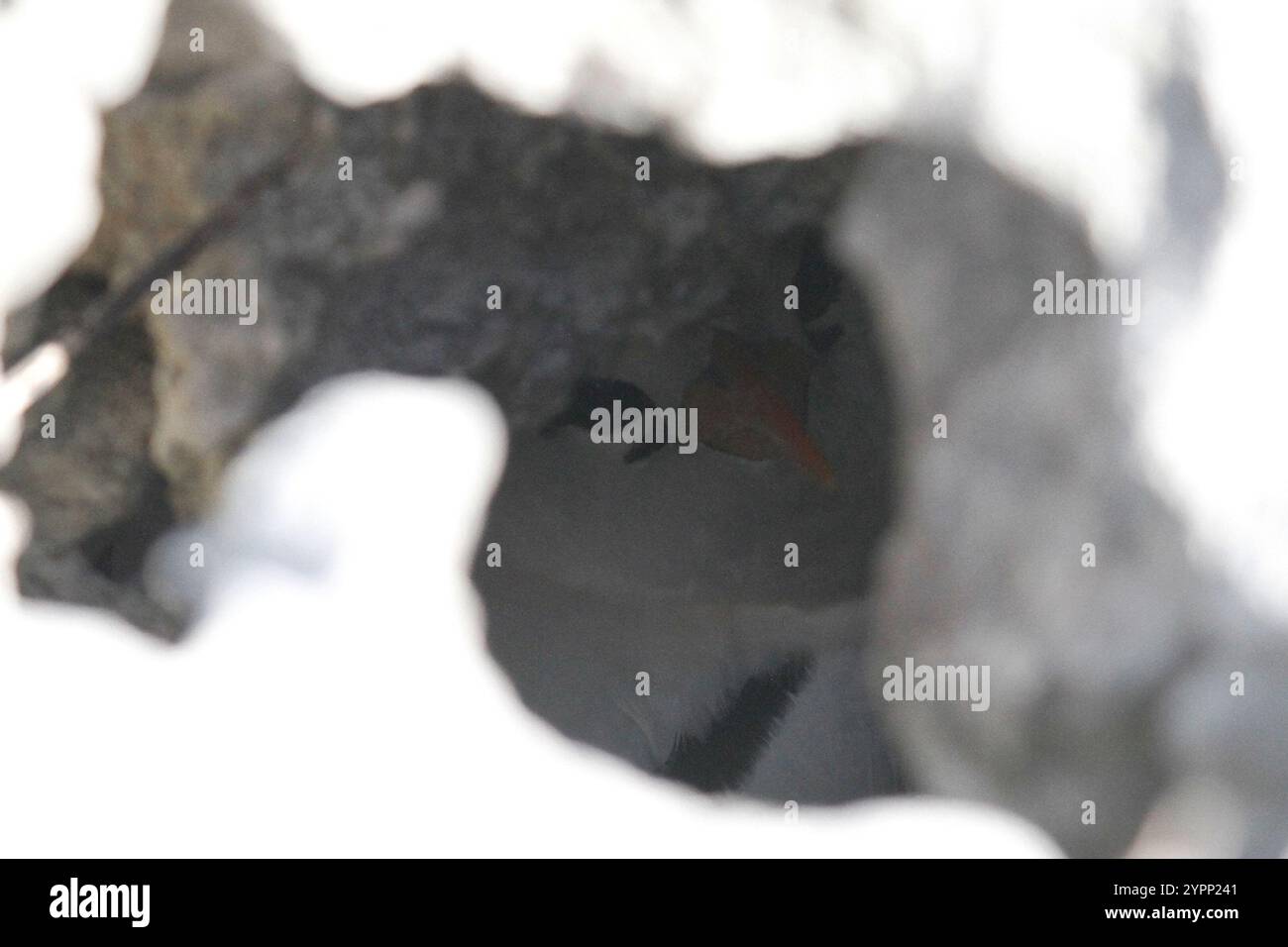 Caribbean White-tailed Tropicbird (Phaethon lepturus catesbyi Stock ...