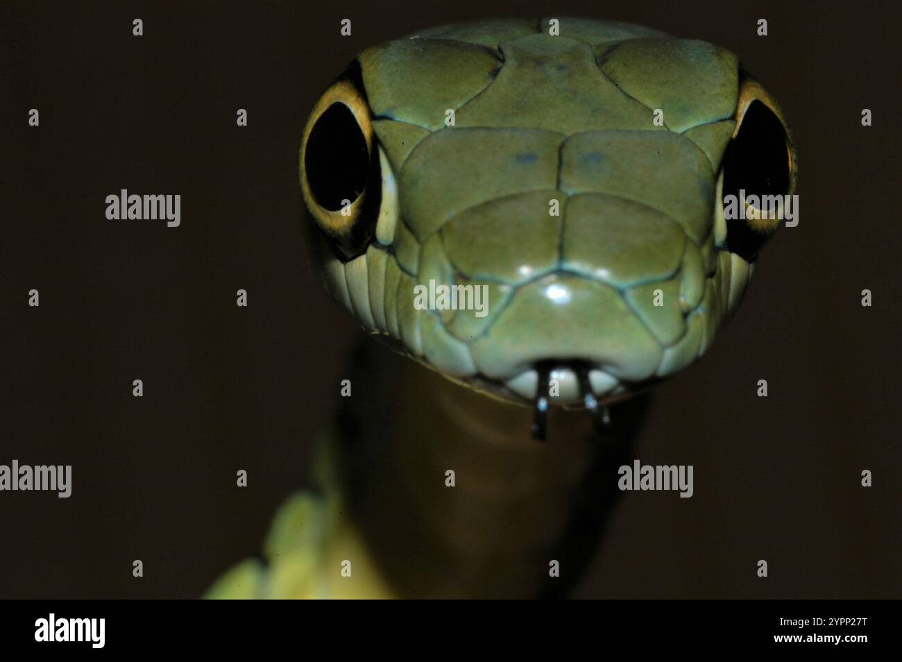 Spotted Bush Snake (Philothamnus semivariegatus Stock Photo - Alamy