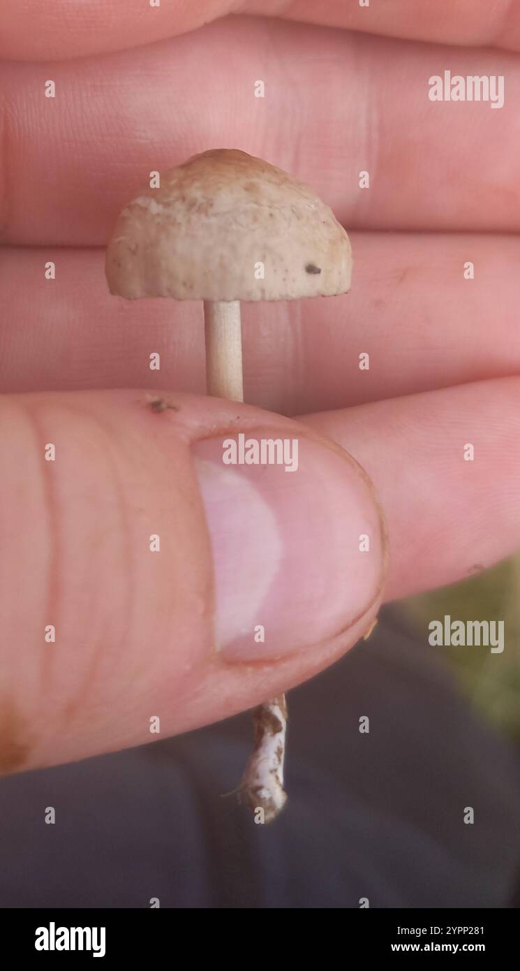 Mower's Mushroom (Panaeolus foenisecii Stock Photo - Alamy