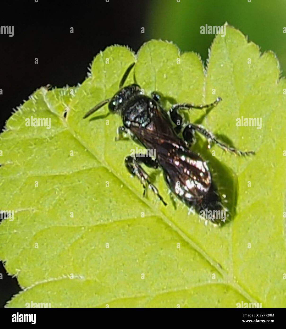 Ants, Bees, and Stinging Wasps (Aculeata Stock Photo - Alamy