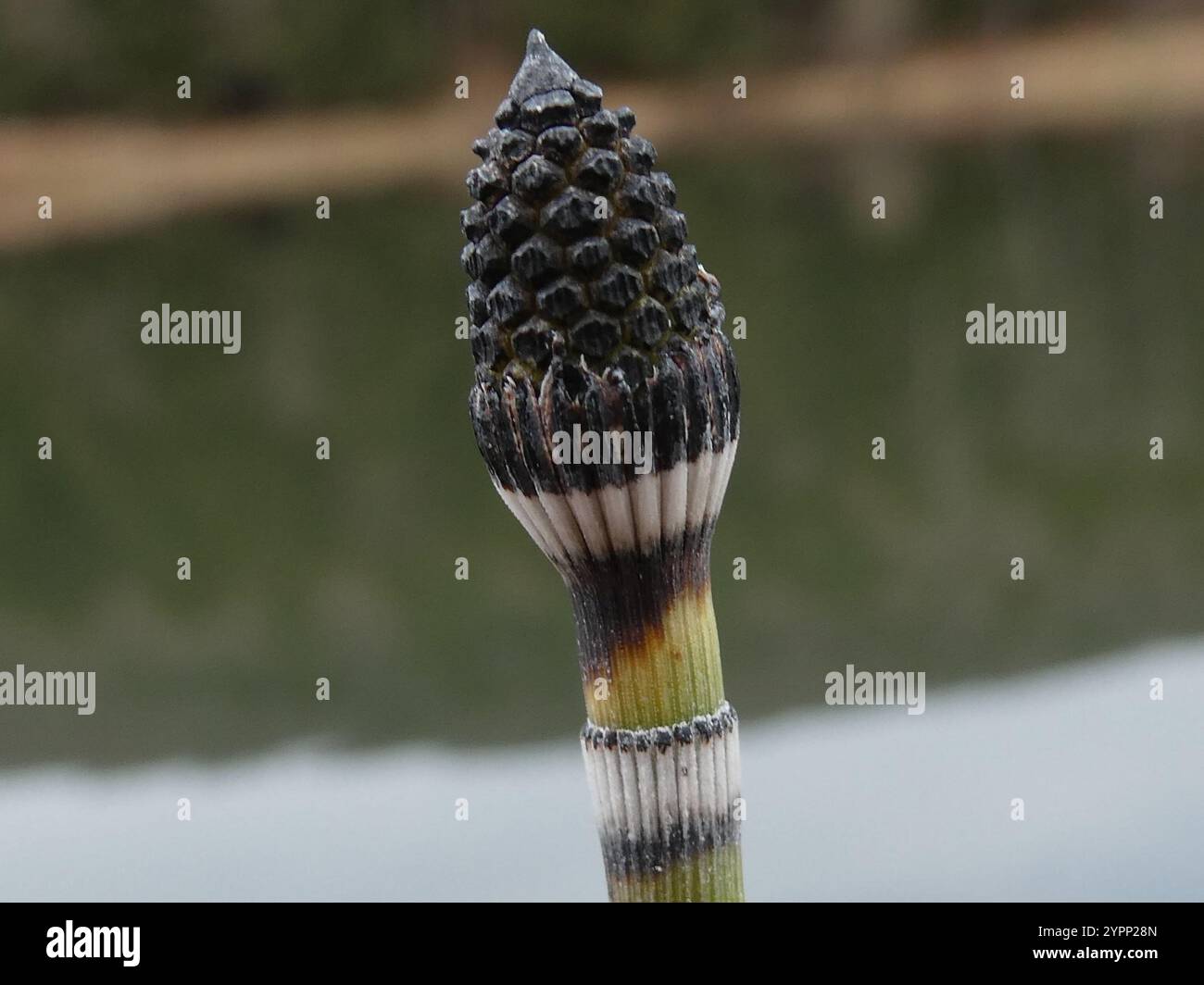 rough horsetail (Equisetum hyemale Stock Photo - Alamy