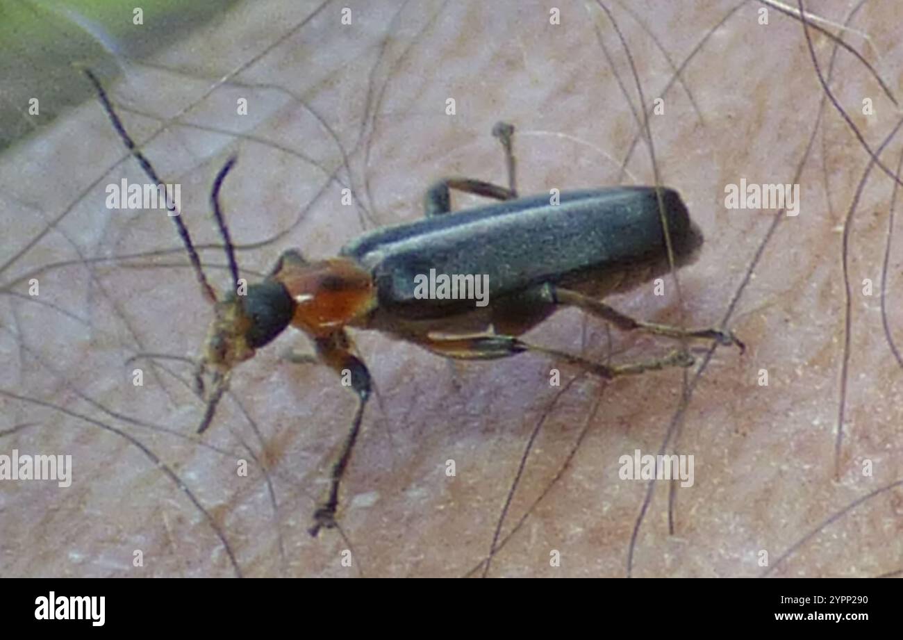 Variable False Darkling Beetle (Osphya varians Stock Photo - Alamy Variable False Darkling Beetle (Osphya varians Stock Photo - Alamy