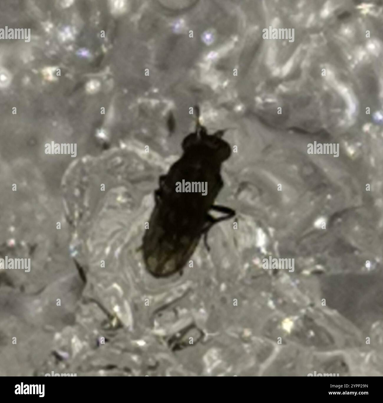 Shore Flies (Ephydridae Stock Photo - Alamy