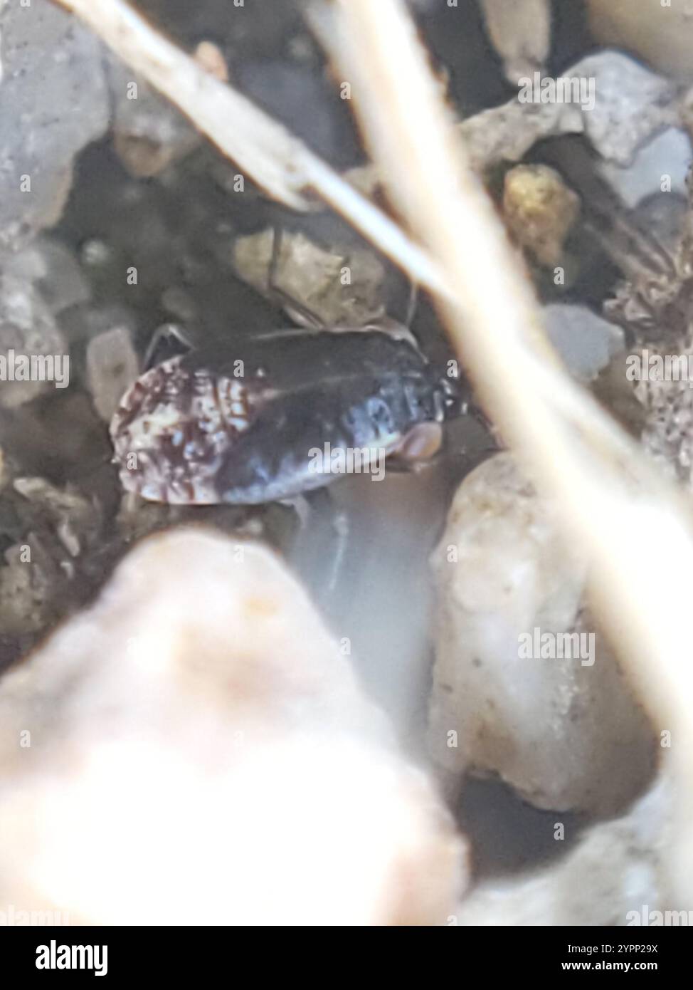 Geocoris hi-res stock photography and images - Alamy