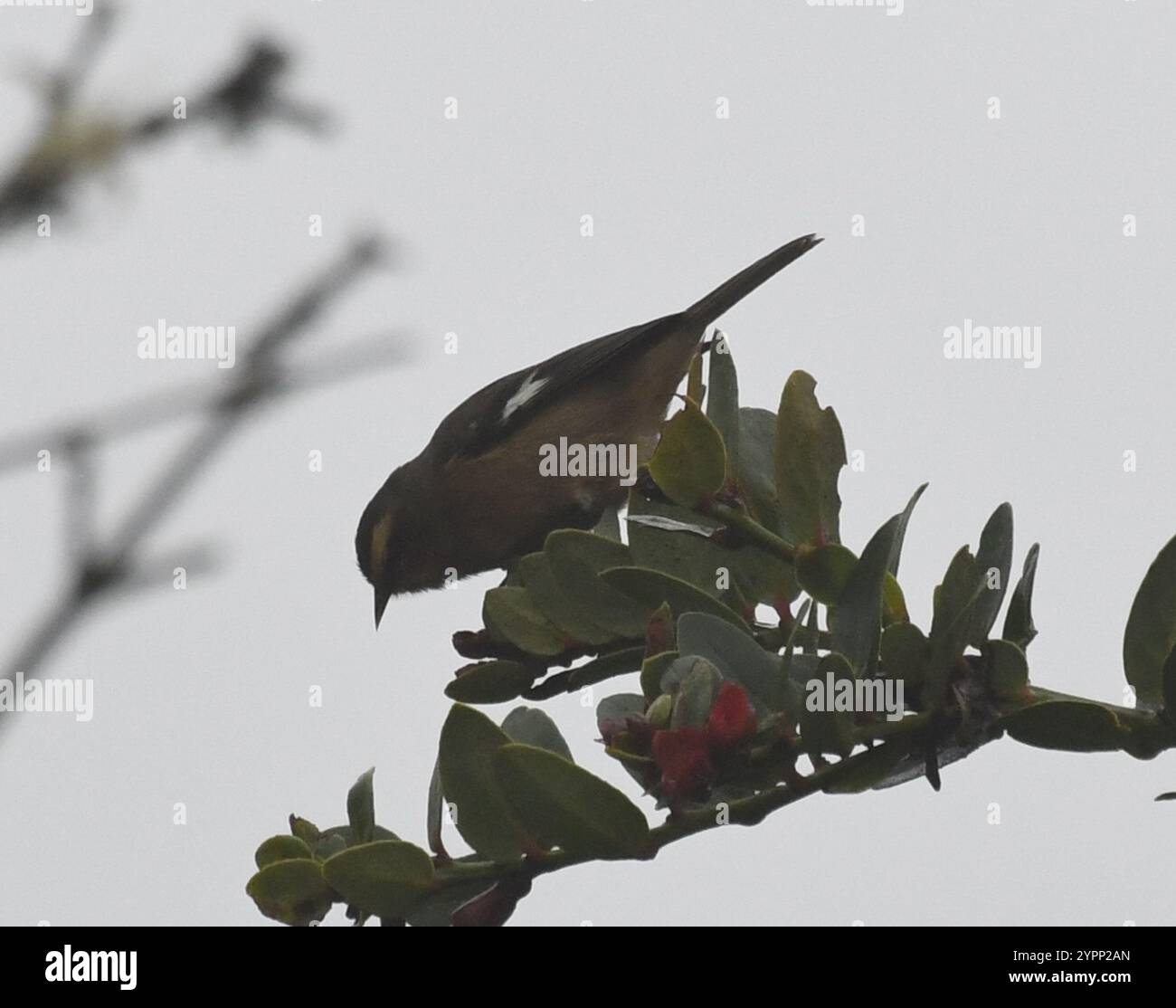 Cinereous Conebill (Conirostrum cinereum Stock Photo - Alamy