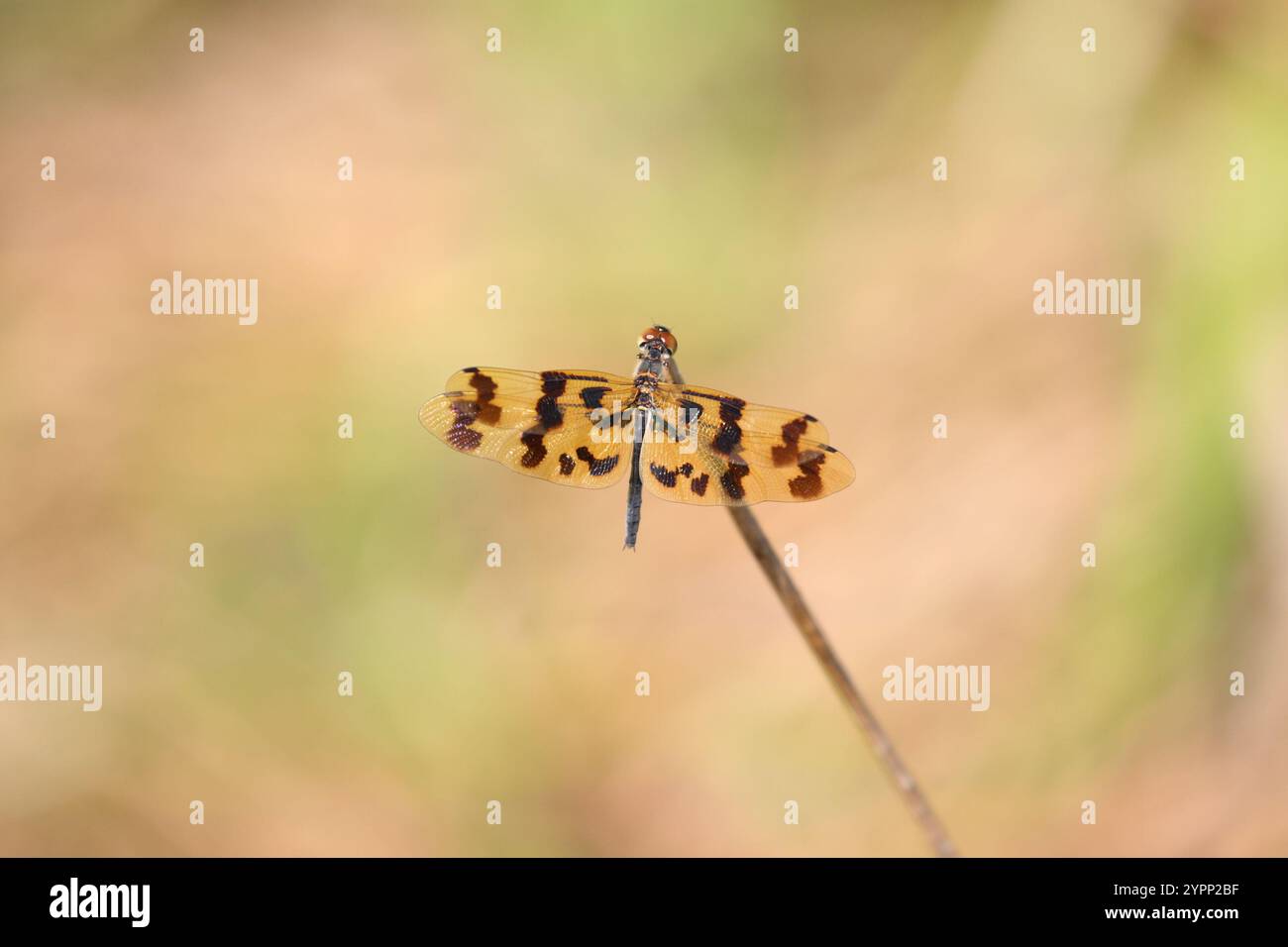 Graphic Flutterer (Rhyothemis graphiptera Stock Photo - Alamy