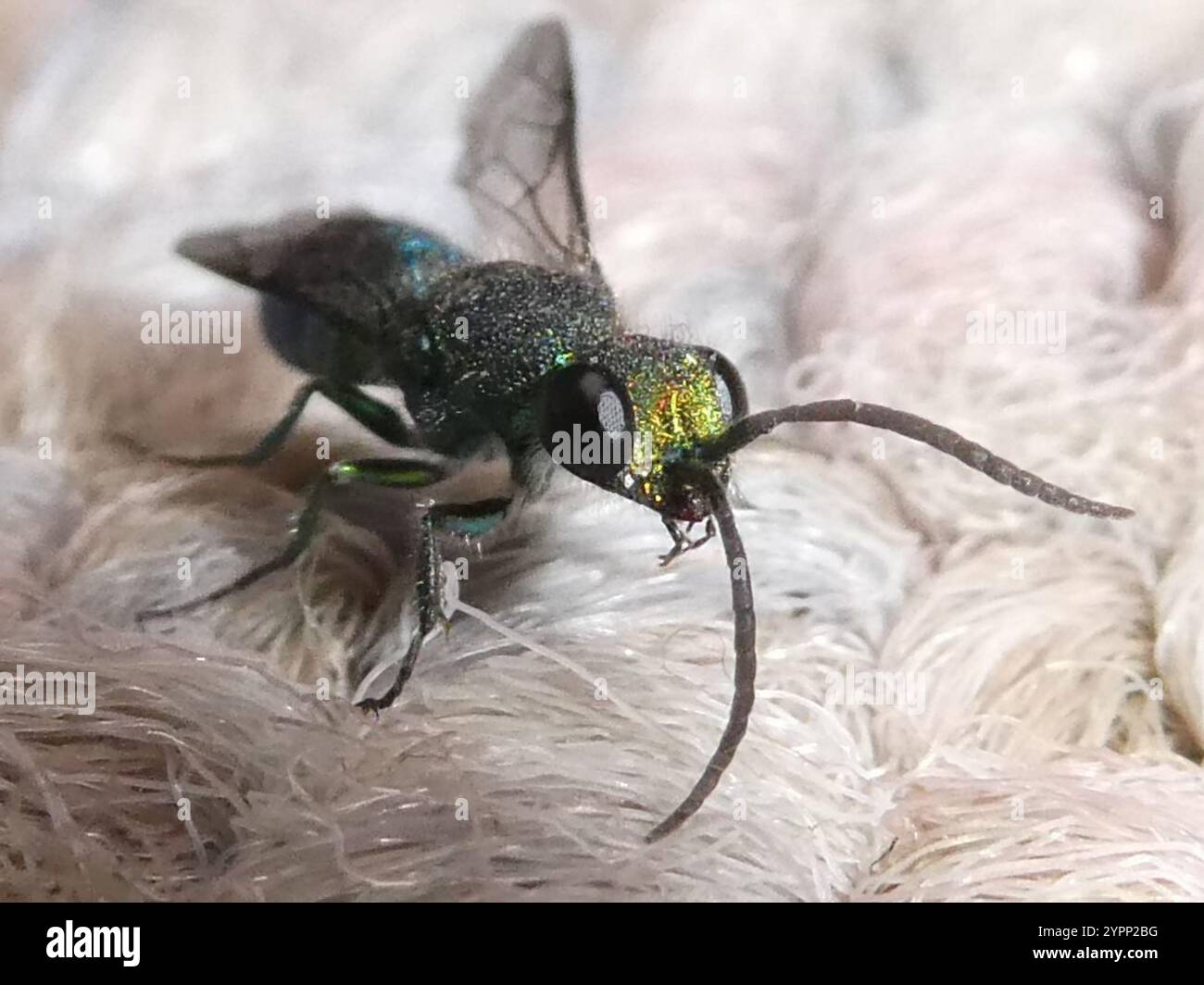 Cuckoo Wasps (Chrysididae Stock Photo - Alamy