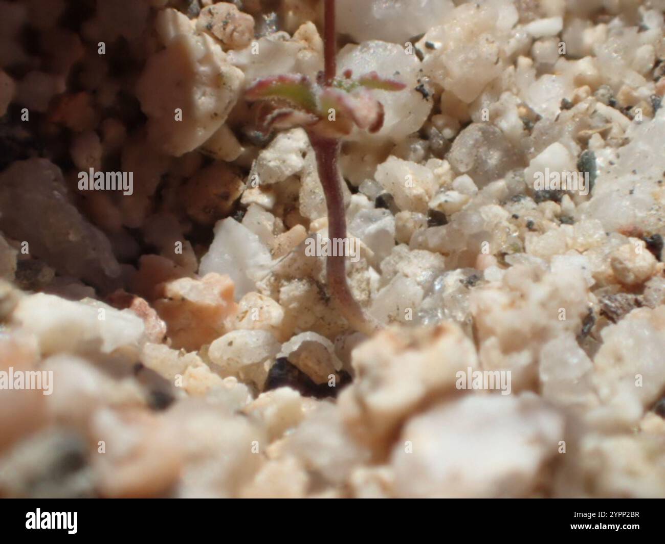 Inyo threadplant (Nemacladus sigmoideus Stock Photo - Alamy