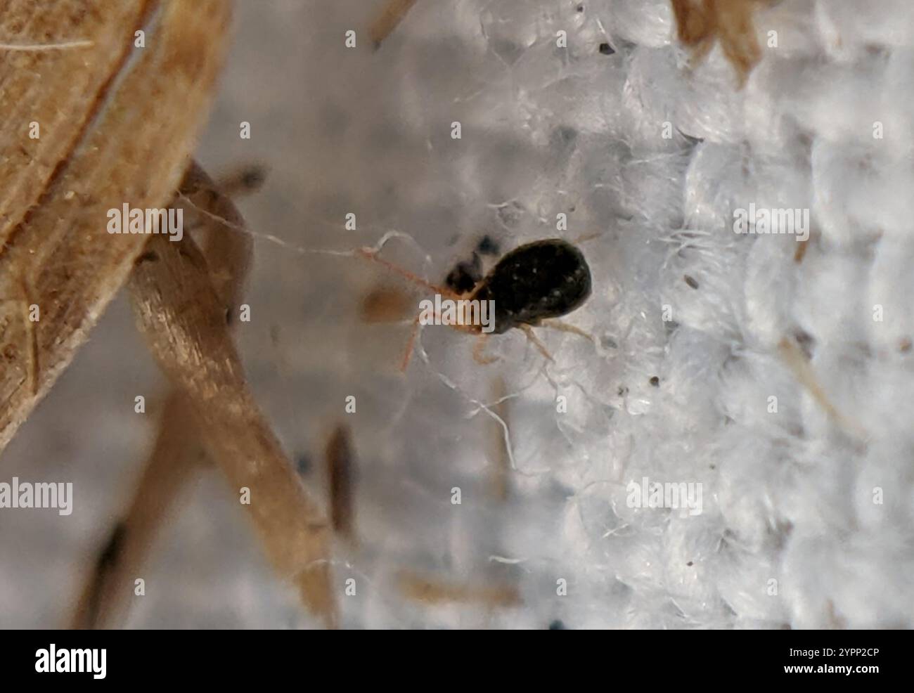 Spider Mites (Tetranychidae Stock Photo - Alamy