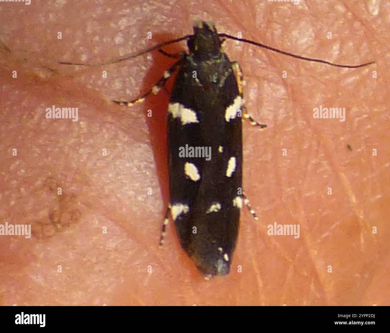 Six-spotted Aroga Moth (Aroga compositella Stock Photo - Alamy