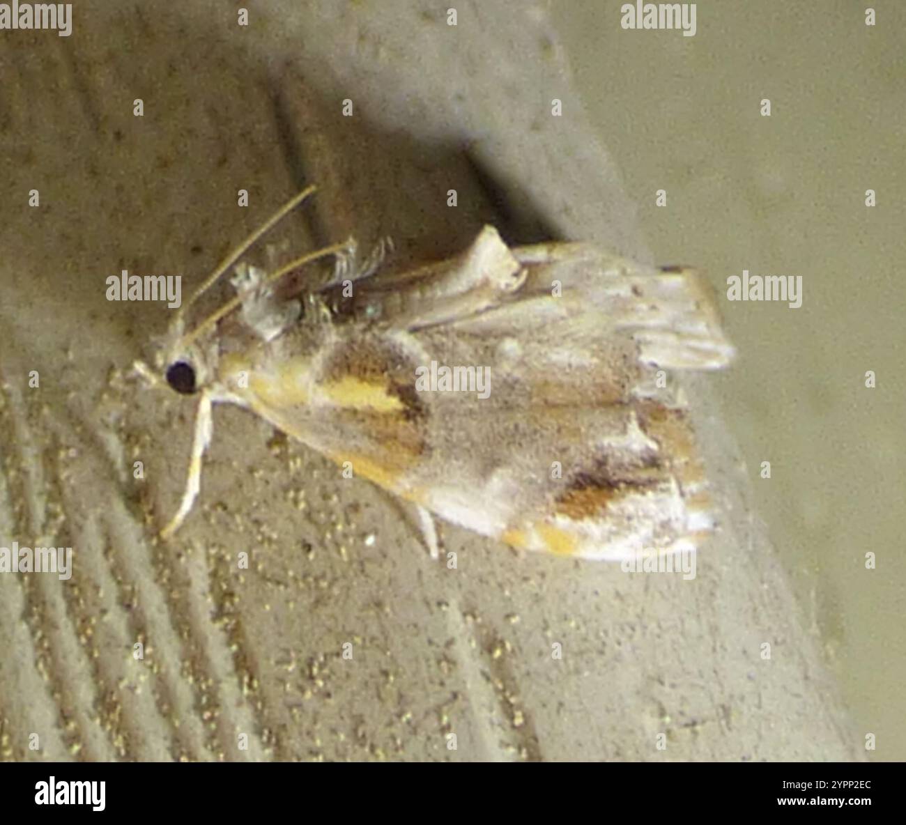 Basal-dash Glaphyria Moth (Glaphyria basiflavalis Stock Photo - Alamy