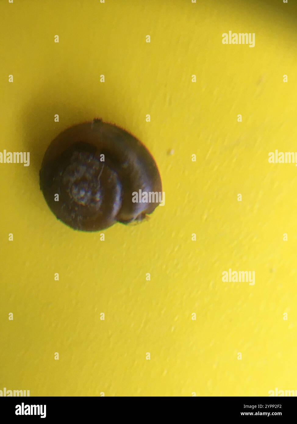 Common Land Snails and Slugs (Stylommatophora Stock Photo - Alamy