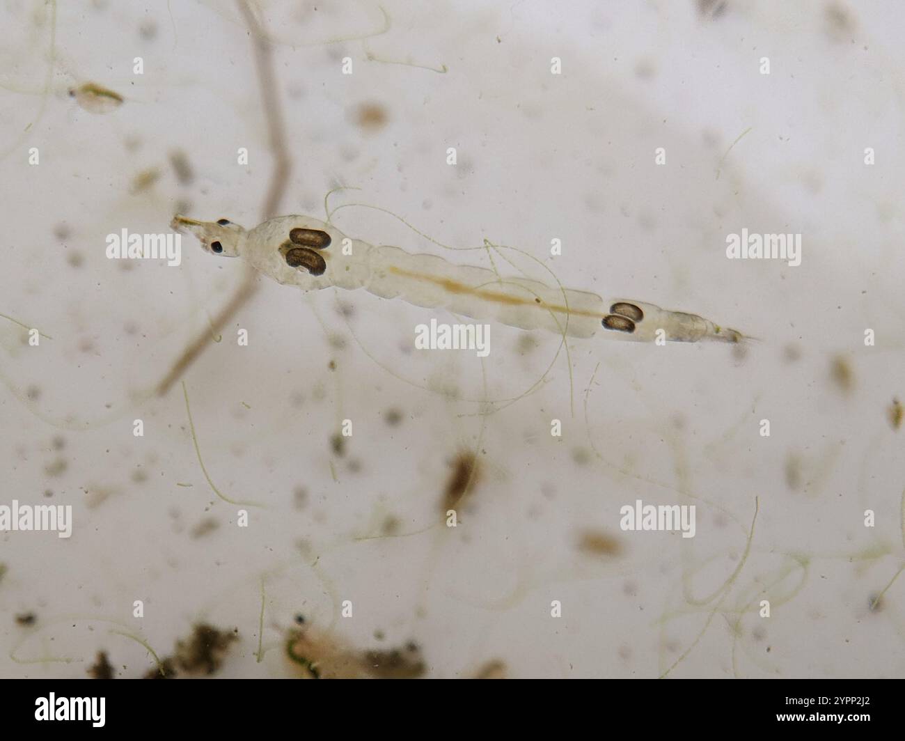 Phantom Midges (Chaoboridae Stock Photo - Alamy