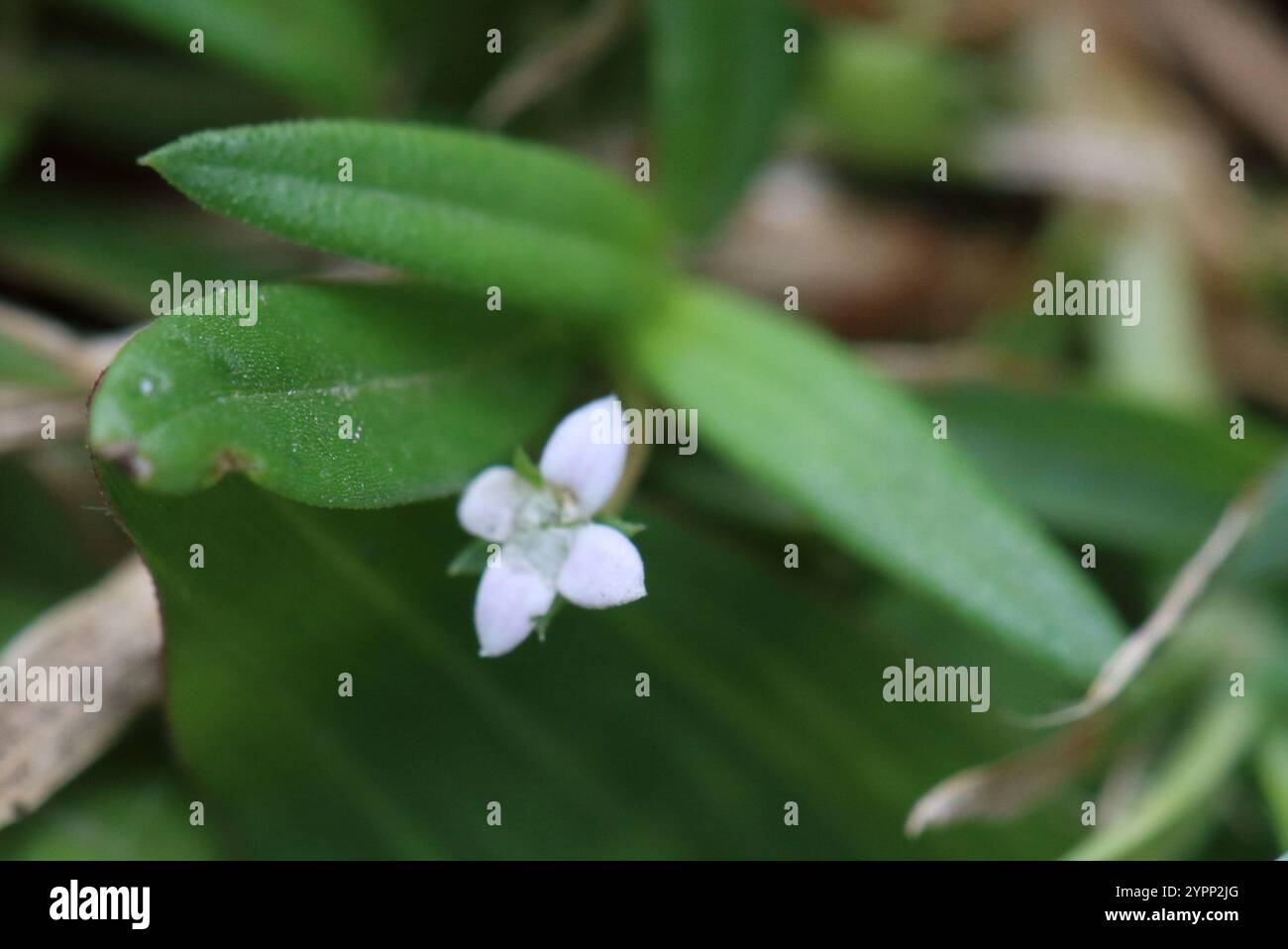 Old World Diamond Flower (Oldenlandia corymbosa Stock Photo - Alamy