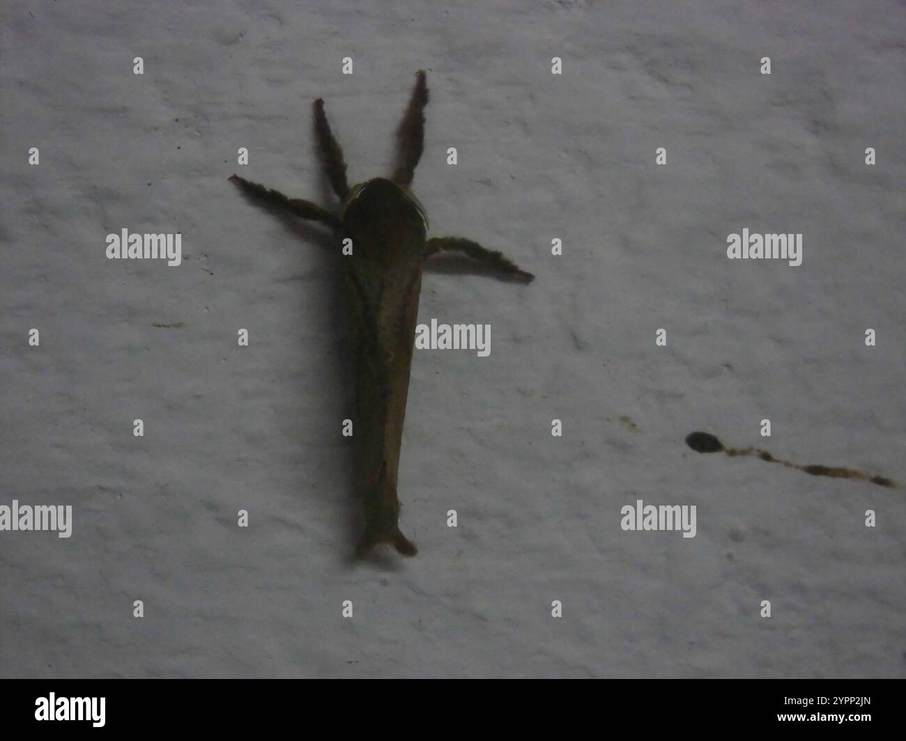 Swift Moths (Hepialidae Stock Photo - Alamy