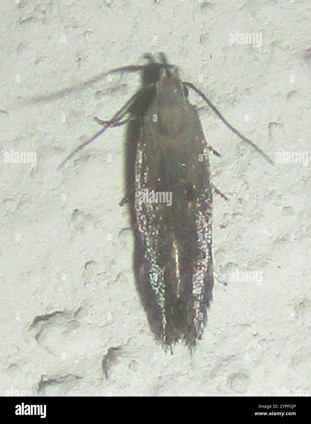 Butterflies and Moths (Lepidoptera Stock Photo - Alamy