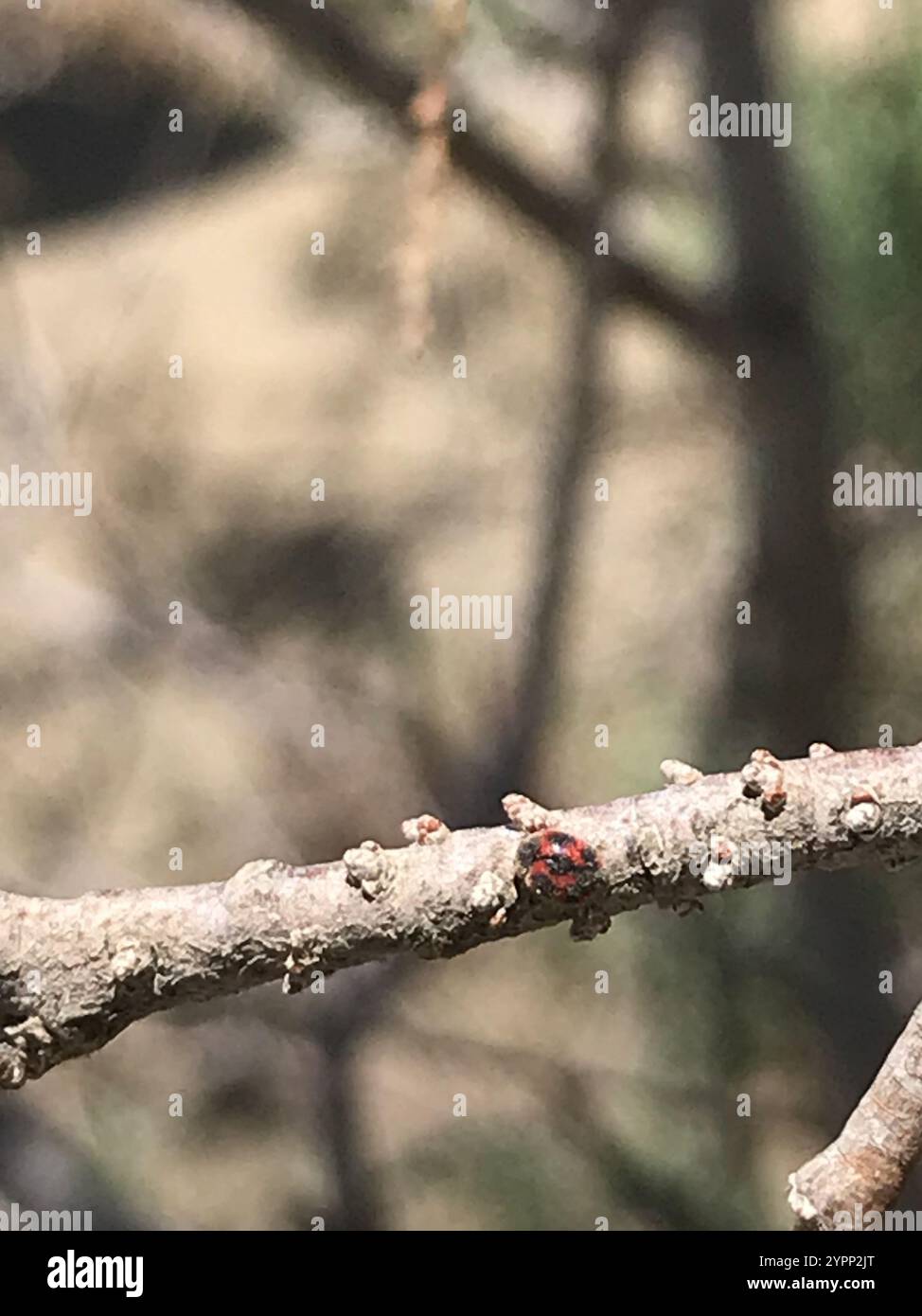 Novius cardinalis hi-res stock photography and images - Alamy