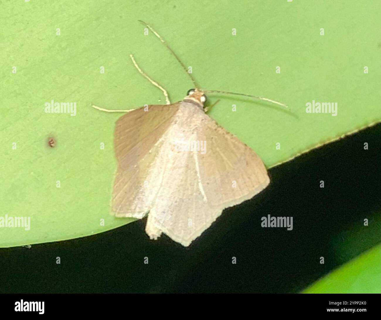 Angle Moths and Allies (Macariini Stock Photo - Alamy