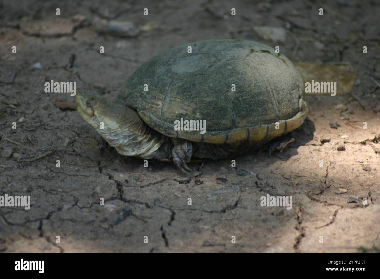Yellow Mud Turtle (Kinosternon flavescens Stock Photo - Alamy