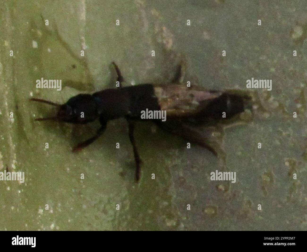 Red-spotted Rove Beetle (Platydracus fossator Stock Photo - Alamy