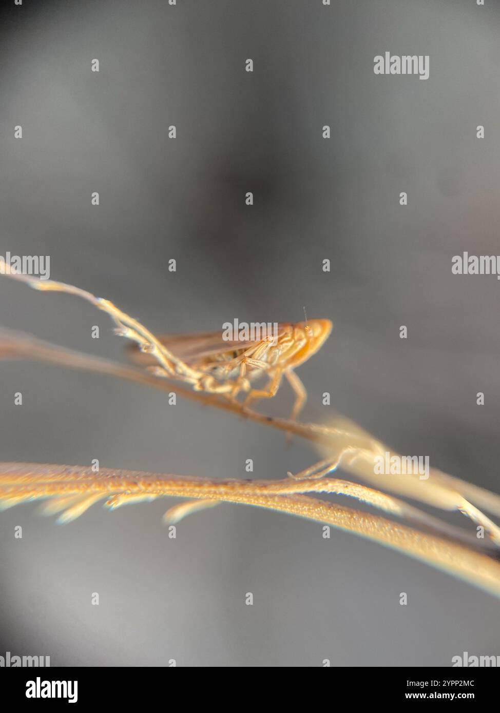Stenocranus hi-res stock photography and images - Alamy